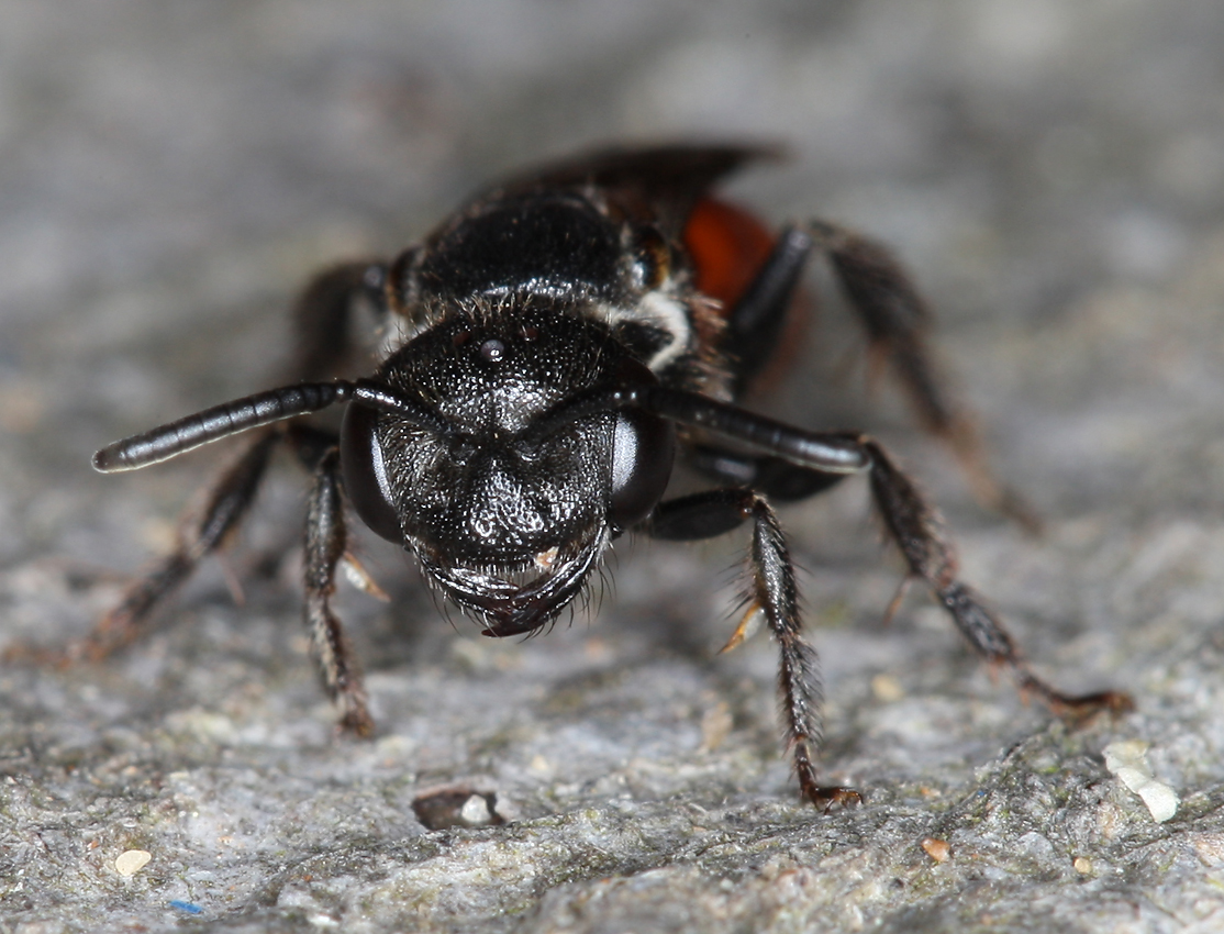 Sphecodes gibbus | BWARS